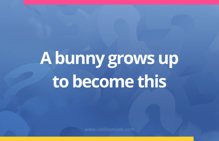 A bunny grows up to become this - Riddle - Riddlesmash.com